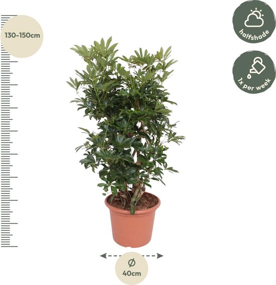 Vertakte variant van de groenblijvende Dwergparapluplant (Schefflera ...