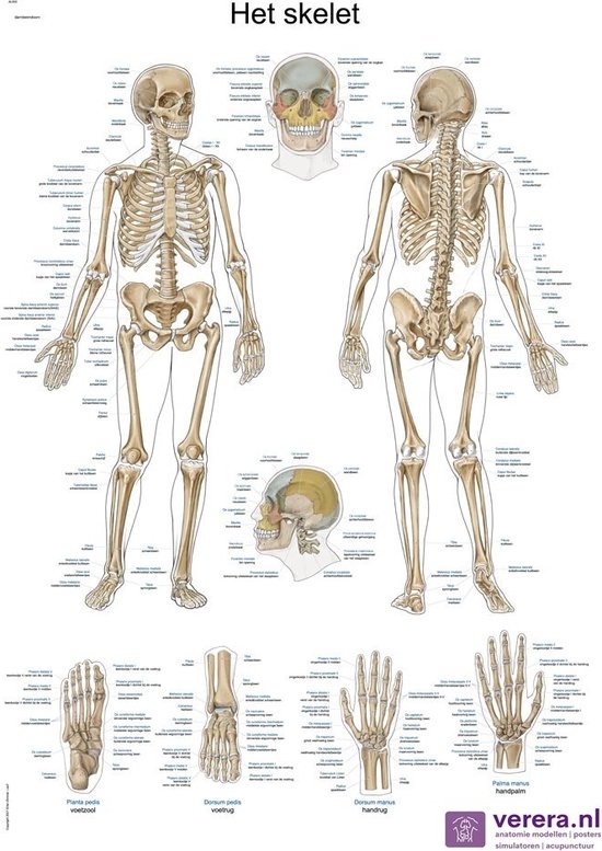 Anatomie poster skelet (Nederlands/Latijn, papier, 50x70 cm) + ophangsysteem | bol