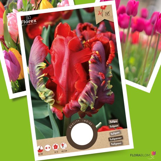 Tulp Rococo - Tulipa | bol