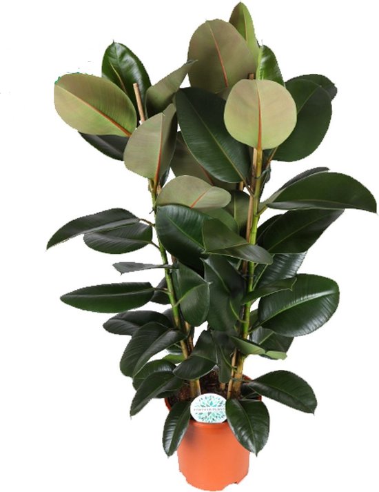 Le Coin Vert - Ficus Elastica Robusta - Hauteur 140cm - Diamètre 27cm | bol