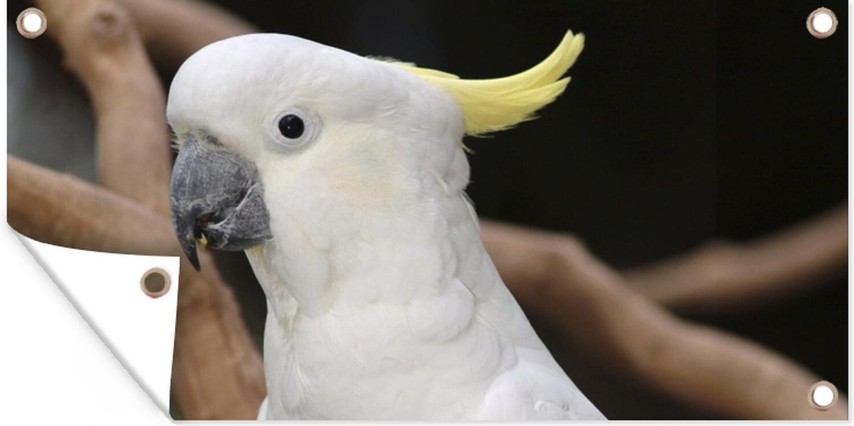 Poster de jardin Cacatoès Witte avec une crête jaune dans un arbre ...