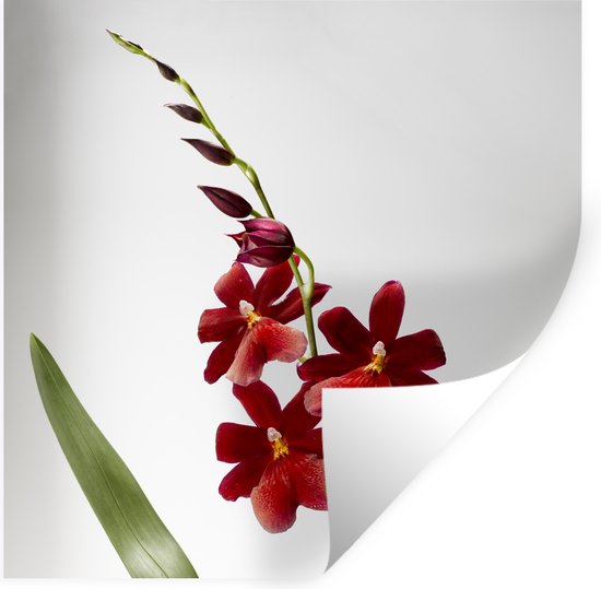 Muurstickers - Sticker Folie - Rode orchidee met bladeren voor een ...