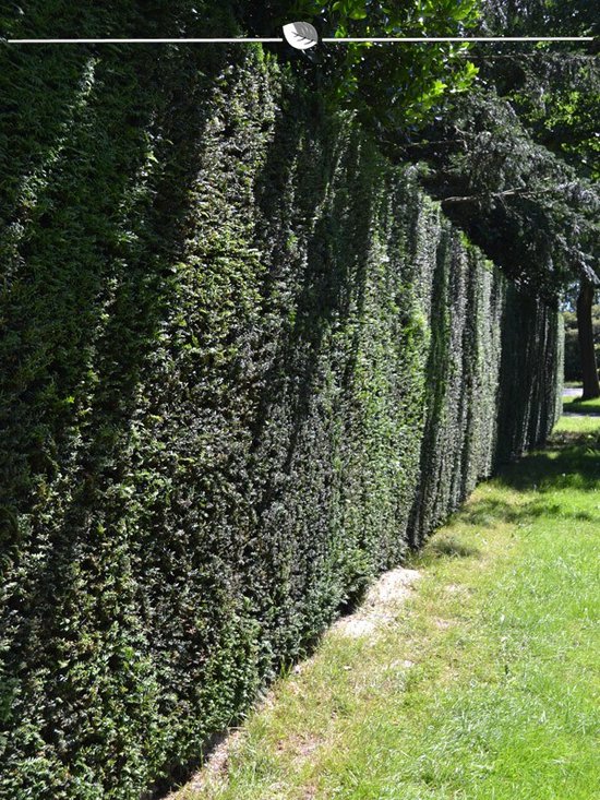 Venijnboom Taxus baccata 60-80 cm in Pot, 50x Haagplant | bol