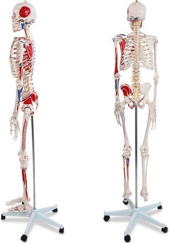 Floraya - menselijk anatomie skelet model - levensgroot met spier weergave -... | bol