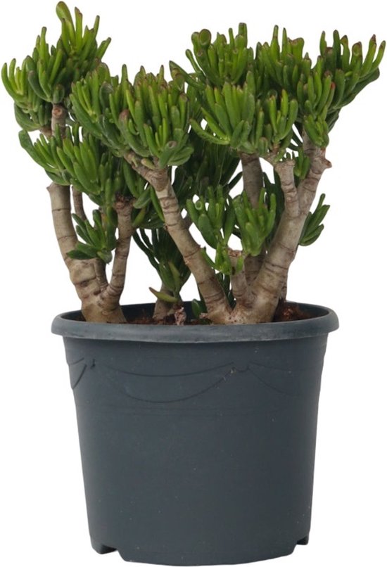Plant in a Box - Crassula ovata Hobbit - Vetplant - Kamerplant - Pot ...