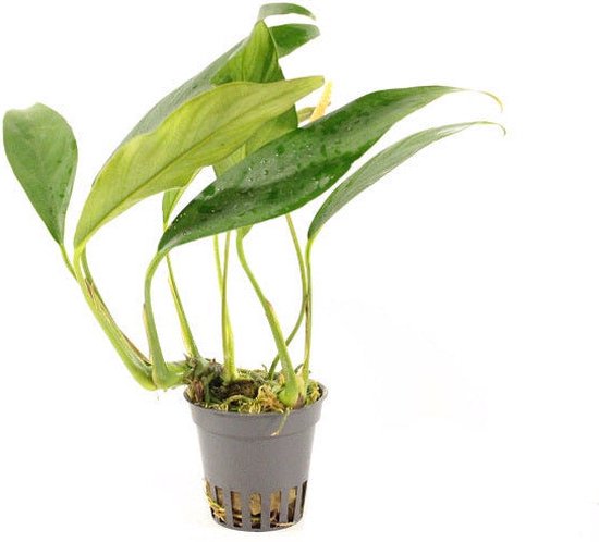 AquaFlora Anubias afzelii | bol