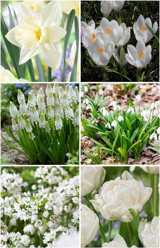 Bulbs by Brenda - Bijzondere bloembollen bijen en vlinder pakket 100 ...