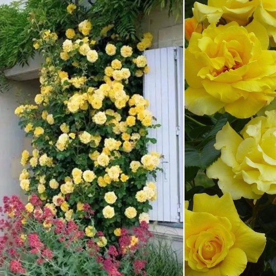Florablom - Roos (Rosa) - Klim Golden Climber - Vaste planten - Bijen ...