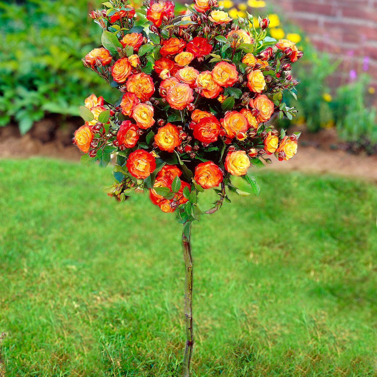 Stamroos Rosa 'Cuba Dance' oranje-geel-rood - Rozen - Bare rooted ...