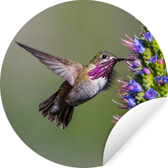 WallCircle - Muurstickers - Behangcirkel - Kolibrie - Plant - Paars - ⌀ 120 cm -... | bol