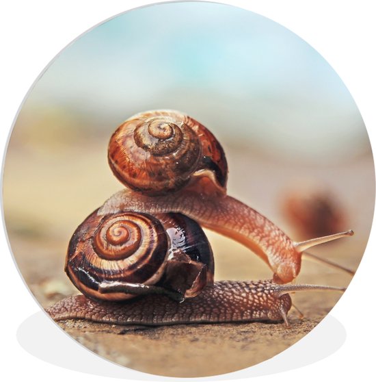 Wall Circle - Wall Circle Indoor - Escargots - Pierre - Animaux - ⌀ 140 ...