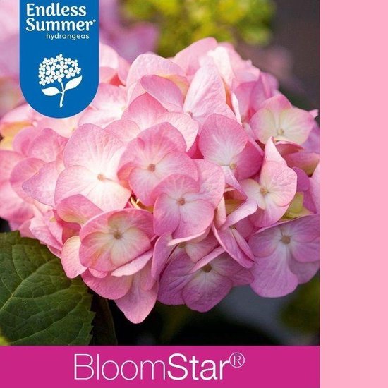 1x Hydrangea macrophylla 'Endless Summer Bloomstar Pink'® - Hortensia - Planthoogte... | bol