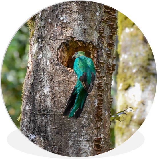 WallCircle - Wandcirkel - Muurcirkel Binnen - Een vrouwelijke quetzal ...