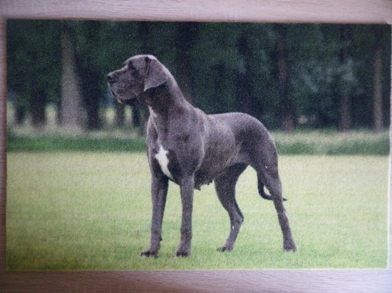 Deurmat 40x60 Deense Dog | bol