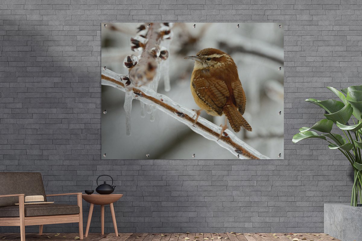 Muurdecoratie buiten Winterkoninkje op een bevroren tak - 160x120 cm | bol.com