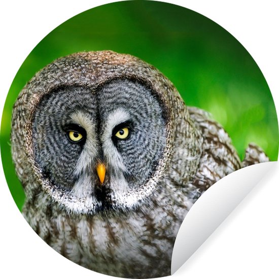 WallCircle - Behangcirkel - Vogel - Uil - Dieren - Zelfklevend behang - 100x100 cm -... | bol.com