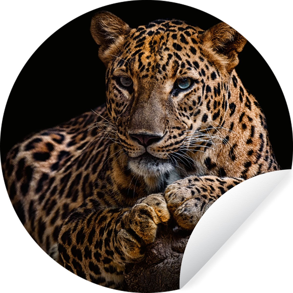 Behangcirkel - Behangsticker - Behangcirkel dieren - Luipaard - Boomstam - Dieren -... | bol.com