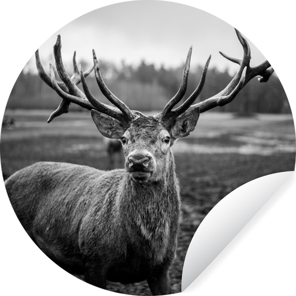 Behangcirkel - Zelfklevend behang - Dieren - Hert - Gewei - Bos ...