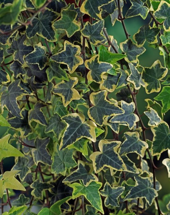 Hedera helix 'Goldchild' - 2 liter pot - 60-80 cm | bol