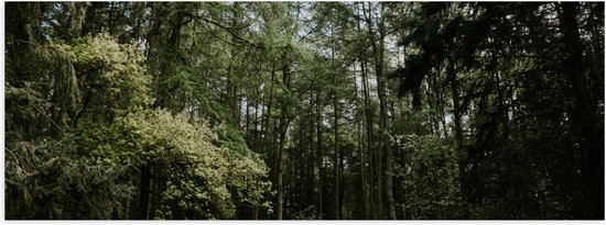 WallClassics - Poster (Mat) - Groene Hoge Bomen - 90x30 cm Foto op ...