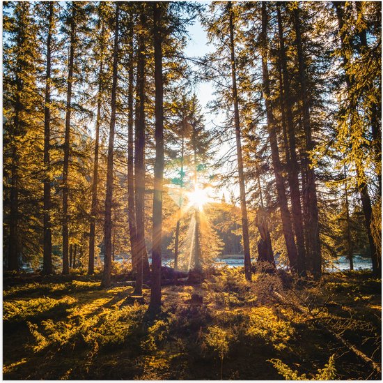 WallClassics - Poster Glanzend – Felle Zon door Dunne Bomen in Bos ...