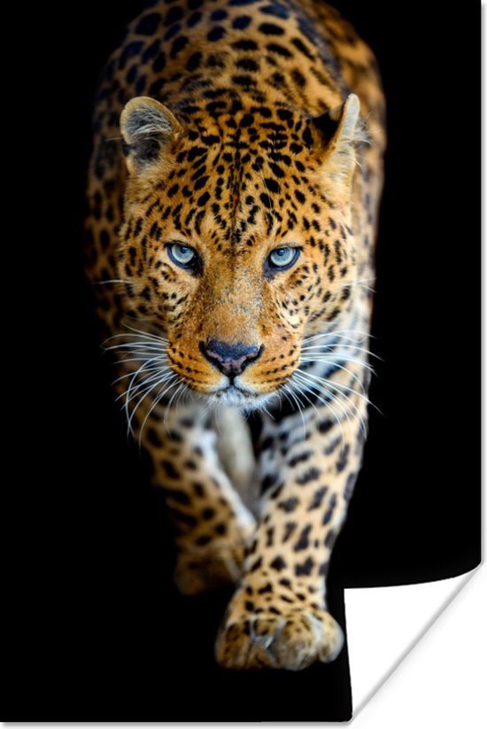 Poster Luipaard - Dieren - Portret - Wilde dieren - Zwart - 40x60 cm | bol