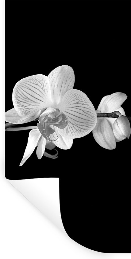 Muurstickers - Sticker Folie - Orchidee - Bloemen - Zwart - Roze - Knoppen - 60x120 cm... | bol