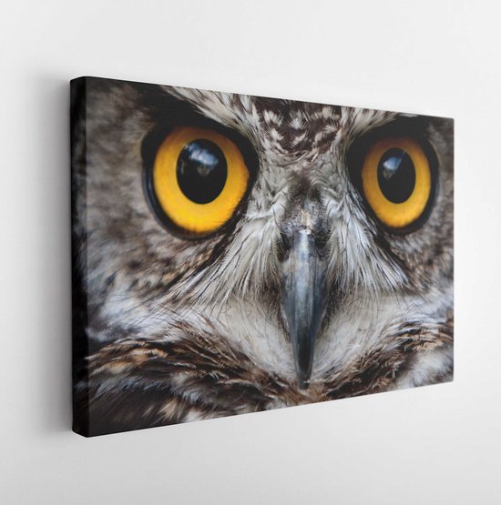 Uil oog wildlife vogel prooi macro nacht gezicht natuur groot op uilen ...