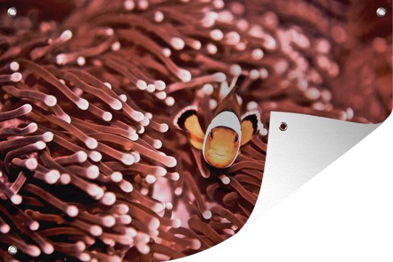 Gros plan d'un bébé poisson Clown nageant à côté de sa maison Affiche ...