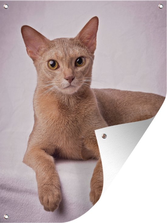 Portrait en studio d'un chat abyssin orange affiche de jardin 60x80 cm ...