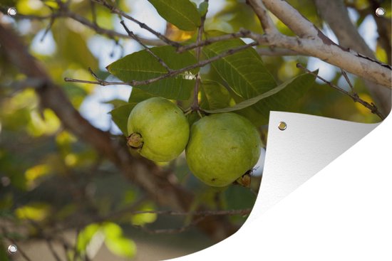 Tuinposters buiten Close-up van guaveboom en de guave vruchten - 90x60 ...