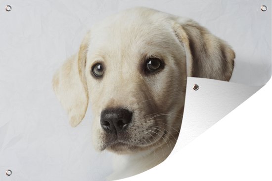 Tuindecoratie Labrador puppy portret - 60x40 cm - Tuinposter - Tuindoek ...