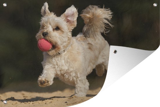 Muurdecoratie Een Maltezer hond met een rode bal - 180x120 cm ...