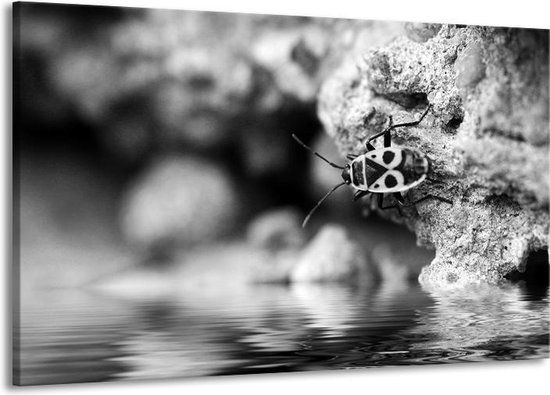 Schilderij Op Canvas - Groot - Insect - Grijs, Zwart - 140x90cm 1Luik ...