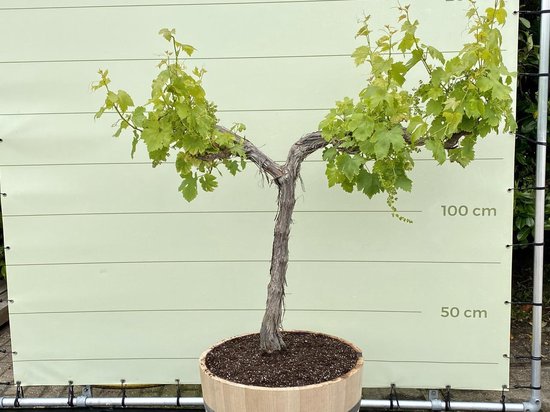 Druivenboom - Op oude stam in wijnvat | bol.com