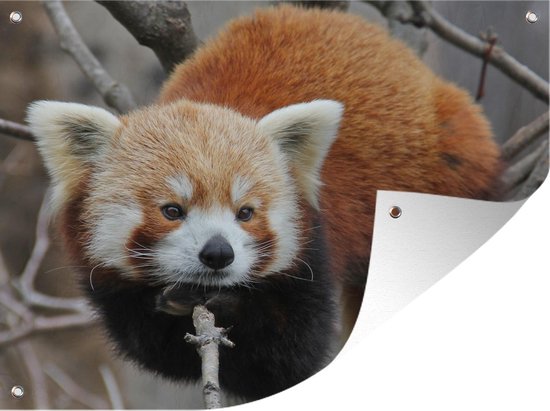 Affiche jardin - Toile jardin - Affiches jardin extérieur - Panda roux ...