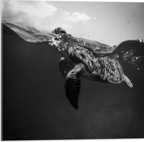 Acrylglas - Zwemmende Schildpad (zwart-wit) - 50x50cm Foto op Acrylglas (Wanddecoratie... | bol