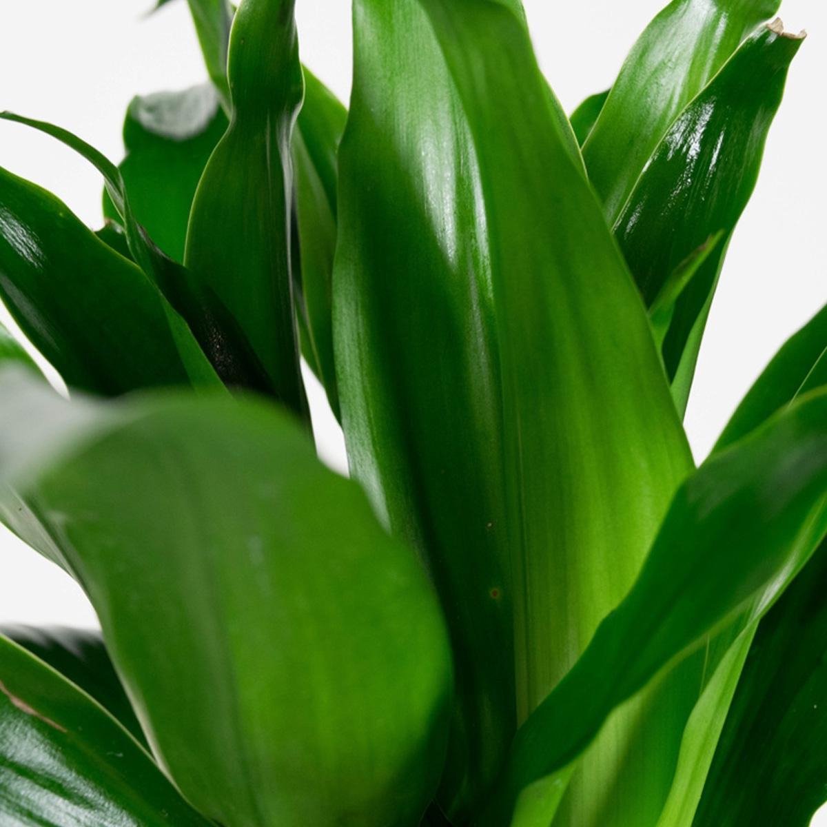 Set de 2 - Dracaena Dragon Blood Tree Janet Craig - Hauteur: Hauteur ...