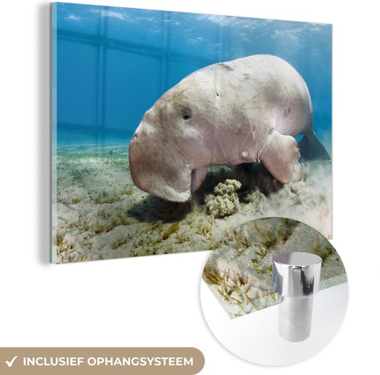 MuchoWow® Glasschilderij 90x60 cm - Schilderij acrylglas - Een doejong ...