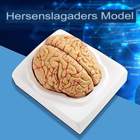 Anatomie Model - Anatomisch Model | bol