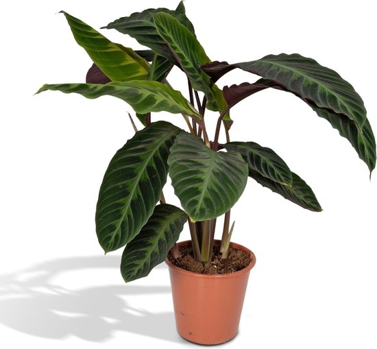 Calathea – Marantaceae (Calathea Warscewiczii) – Hoogte: 70 cm – van ...