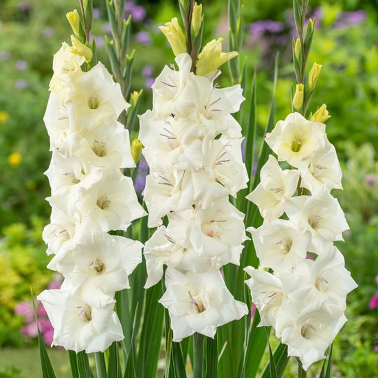 Plant in a Box - Gladiolus 'Glamini Amber' Mini - Gladiool - set van 21 - Tuinbloemen... | bol