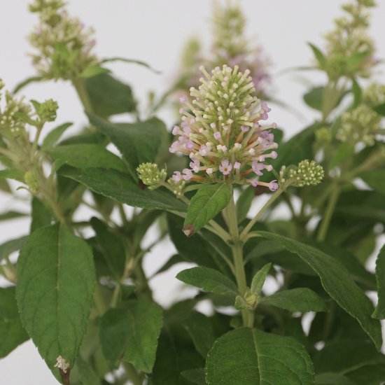 Plant in a Box - Buddleja Candy Little Pink - Set van 2 - Buddleja ...