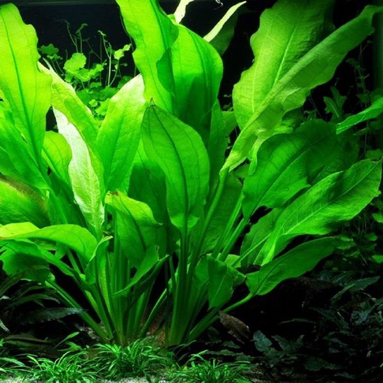 XL Aquariumplanten Set: 3 Verschillende, Eenvoudige Waterplanten voor ...