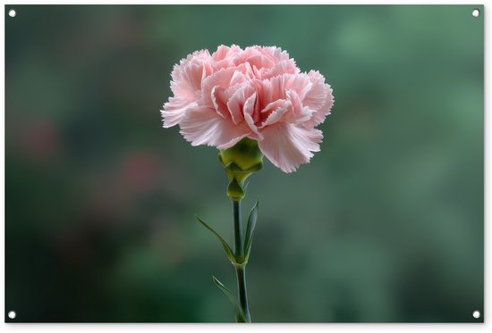 Tuinposter 120x80 cm - Tuindecoratie Anjer - Roze - Bloemblaadjes ...