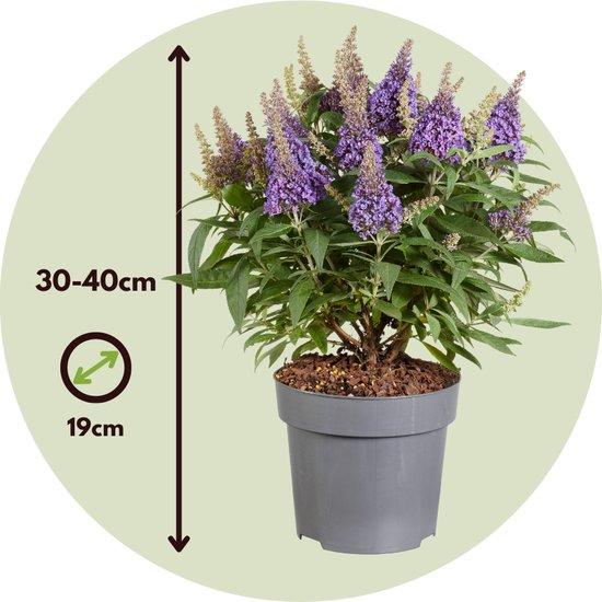 Plant in a Box - Buddleja Candy Little Lila - Buddleja davidii ...