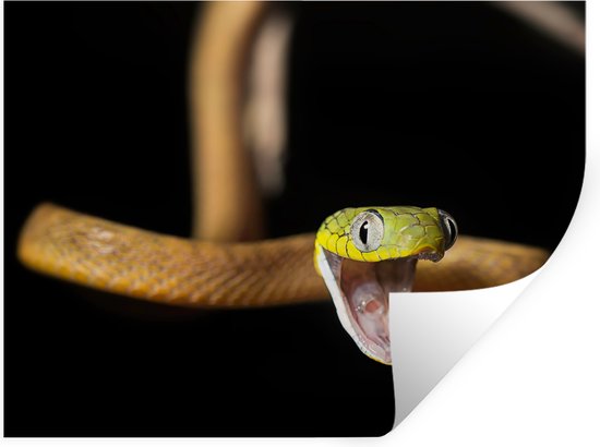 Muurstickers - Sticker Folie - Slang - Dier - Zwart - 120x90 cm ...