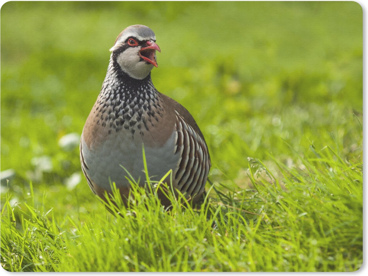 Muismat Rode patrijs - Rode patrijs zingt in een grasveld muismat ...