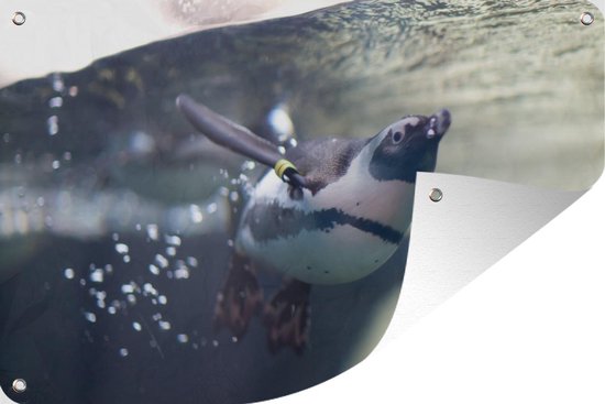 Un pingouin à pattes noires nage sous l'eau Affiche de jardin 180x120 ...