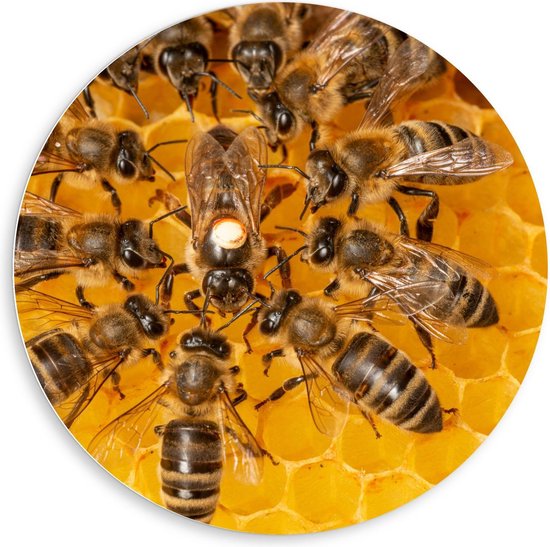 Forex Wandcirkel - Bijen in Honinggraat - 80x80cm Foto op Wandcirkel ...